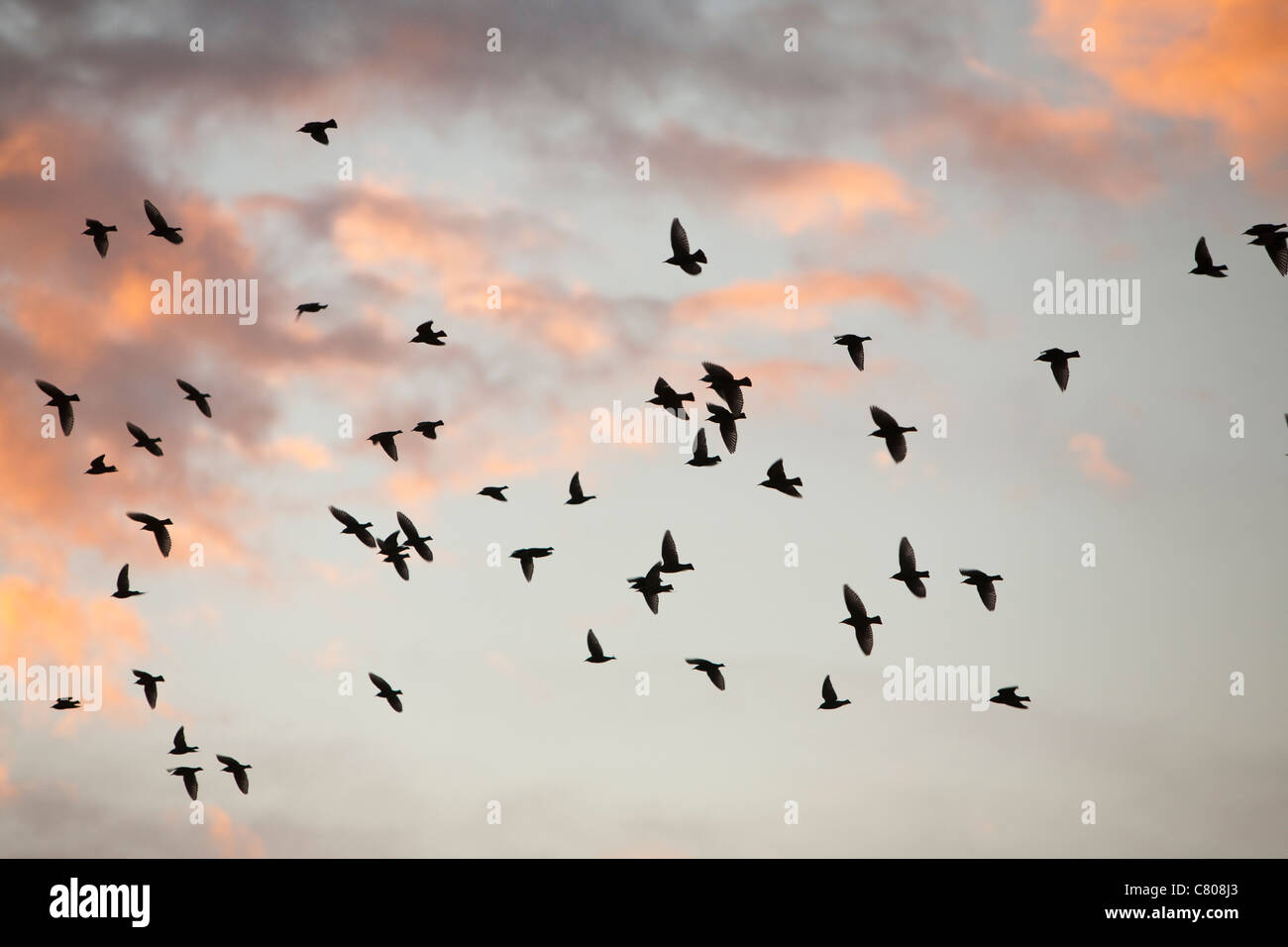 Flock of cloud hi-res stock photography and images - Alamy