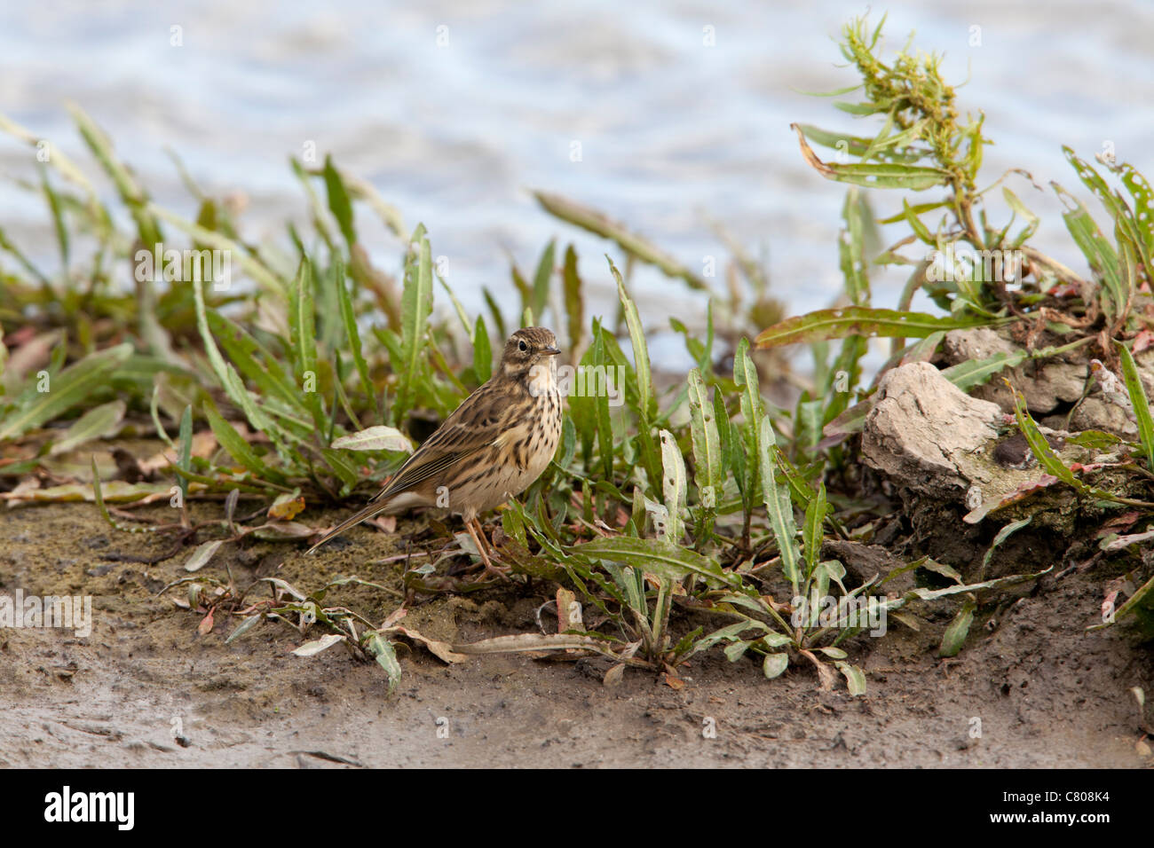 Anthus pratensis on the ground hi-res stock photography and images - Alamy