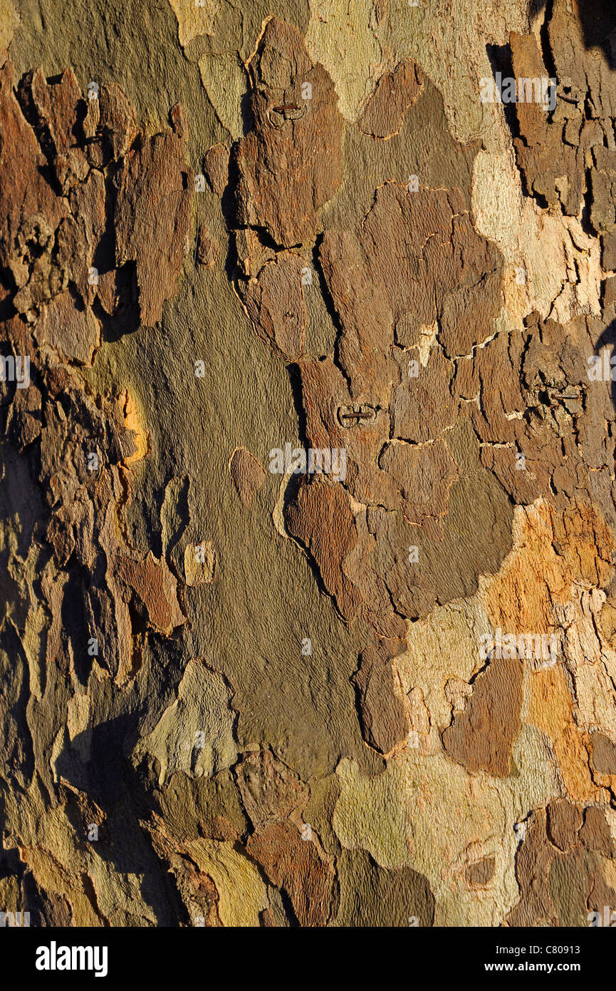Tree trunk bark Stock Photo - Alamy