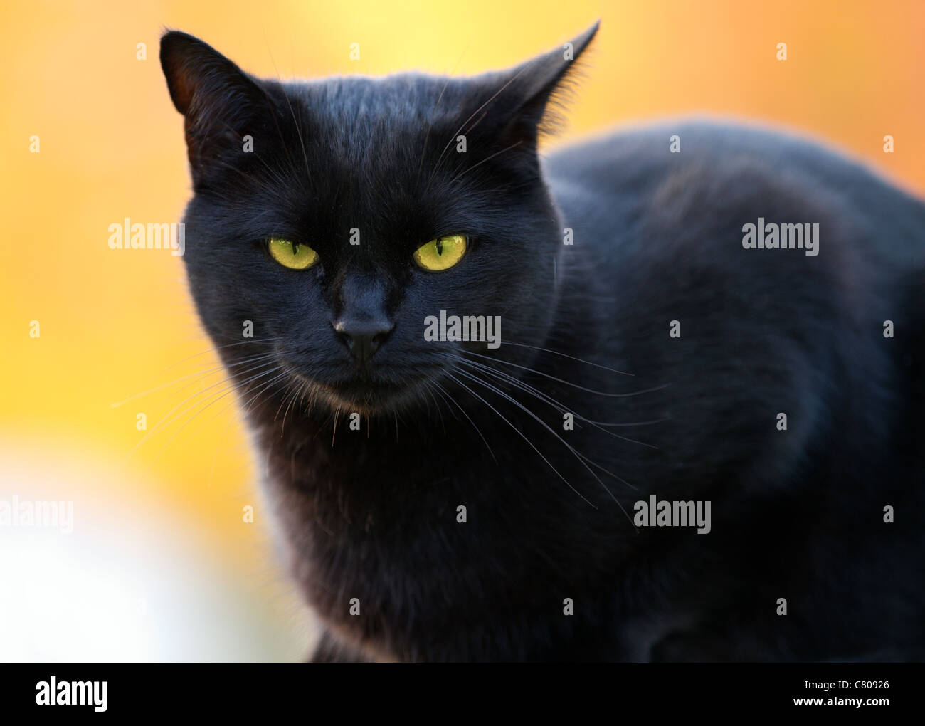 portrait of a black cat on a blurry background Stock Photo - Alamy