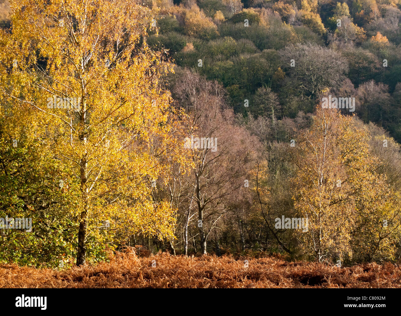 Gold lea hi-res stock photography and images - Alamy