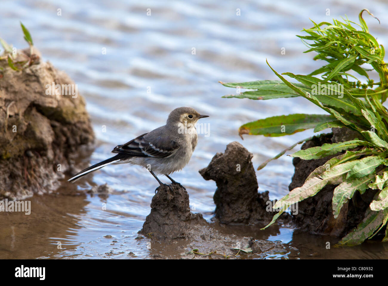 Pied Wagtail Motacilla alba yarrellii imature Stock Photo - Alamy