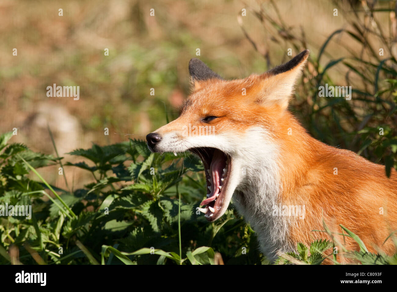 Fox Mouth Open High Resolution Stock Photography and Images - Alamy