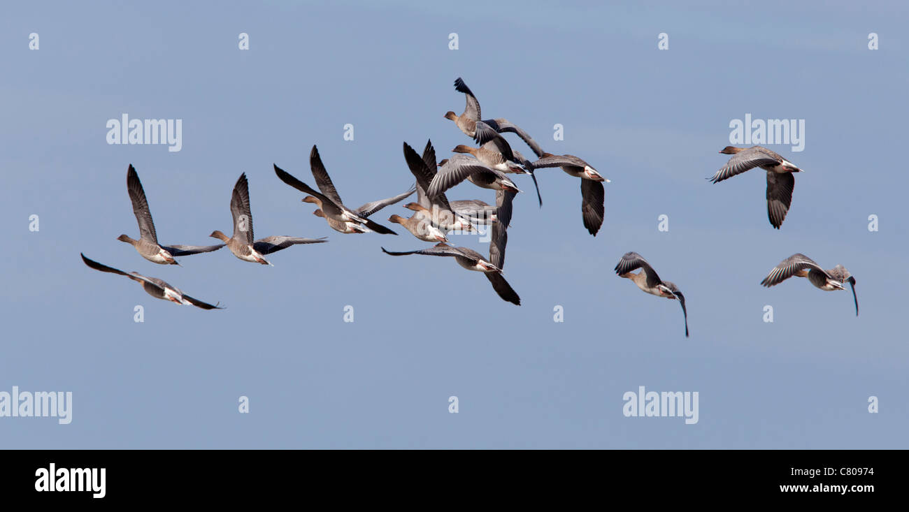 Pink footed goose in flight hi-res stock photography and images - Alamy