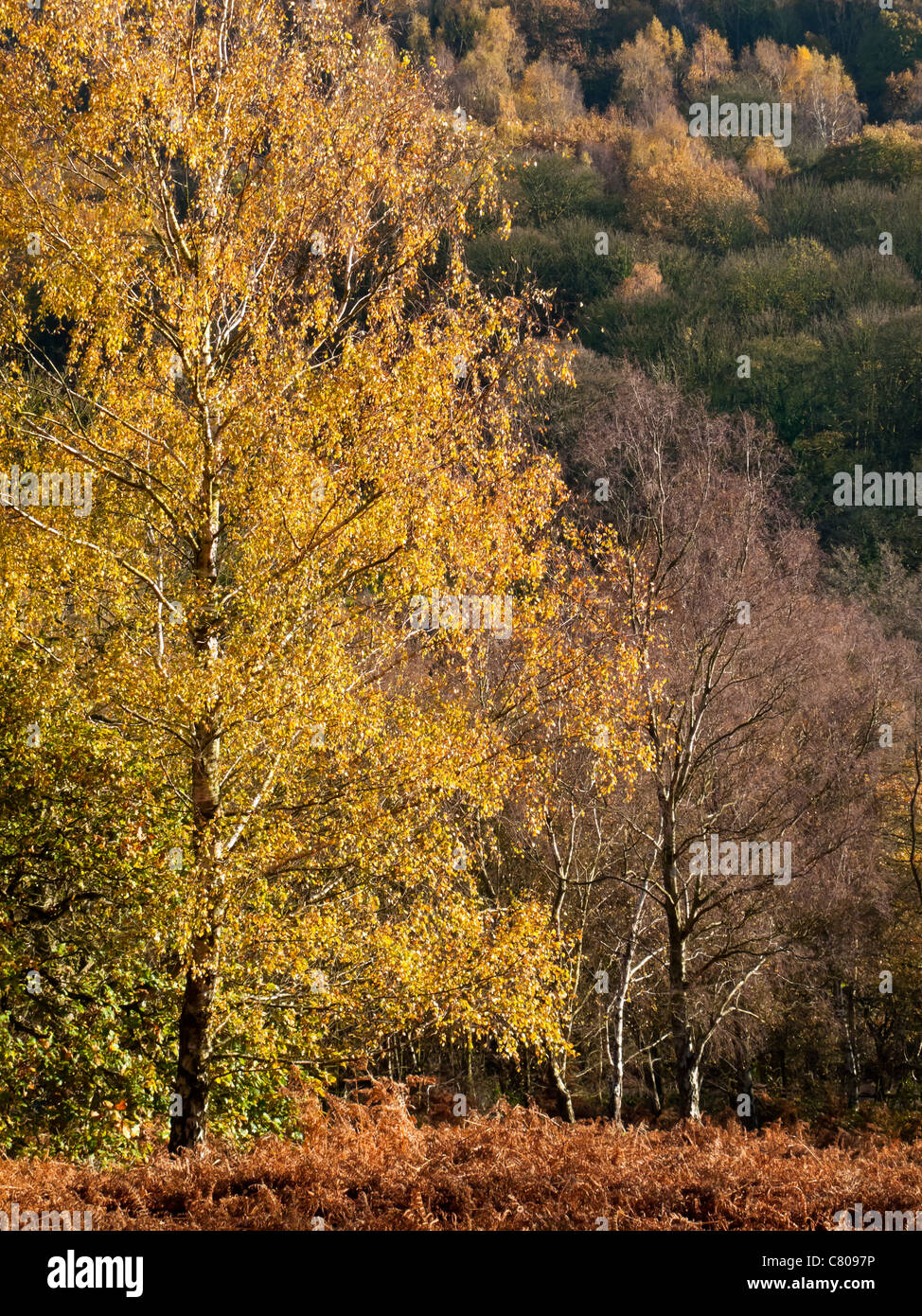 Gold lea hi-res stock photography and images - Alamy