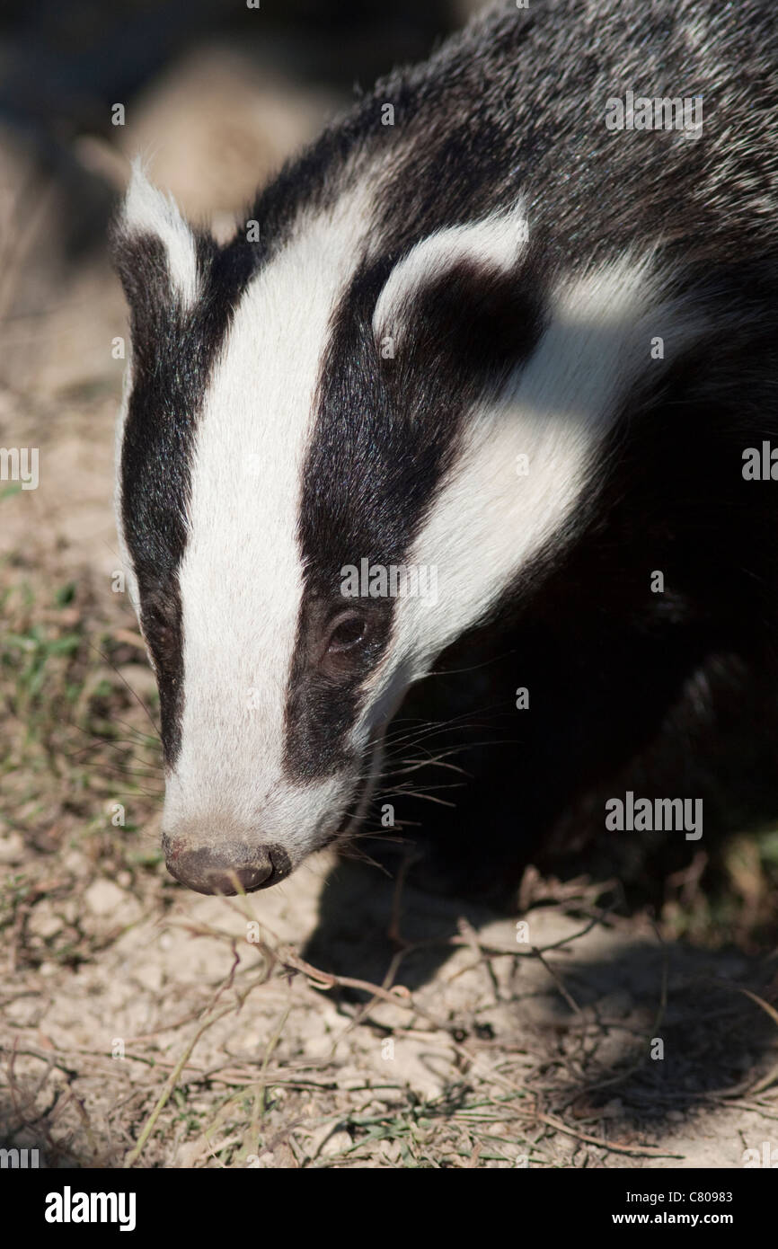 Badger,(Meles meles) captive animal owned by the British Wildlife ...