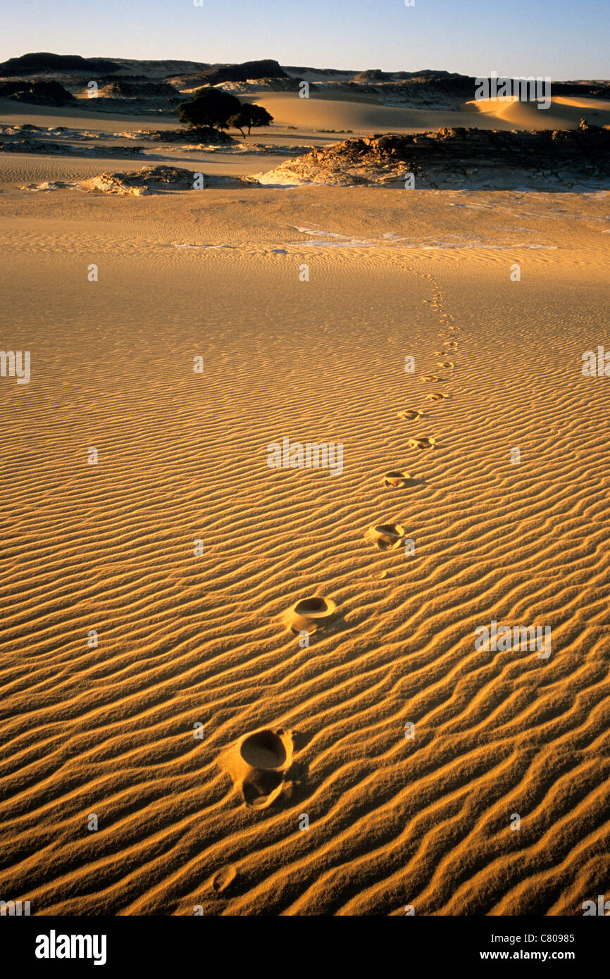Desert serir hi-res stock photography and images - Alamy
