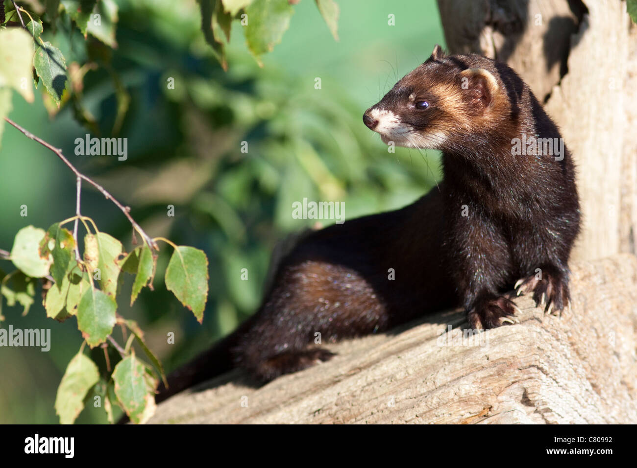 Polecat, (Mustela putorius) captive animal owned by the British ...