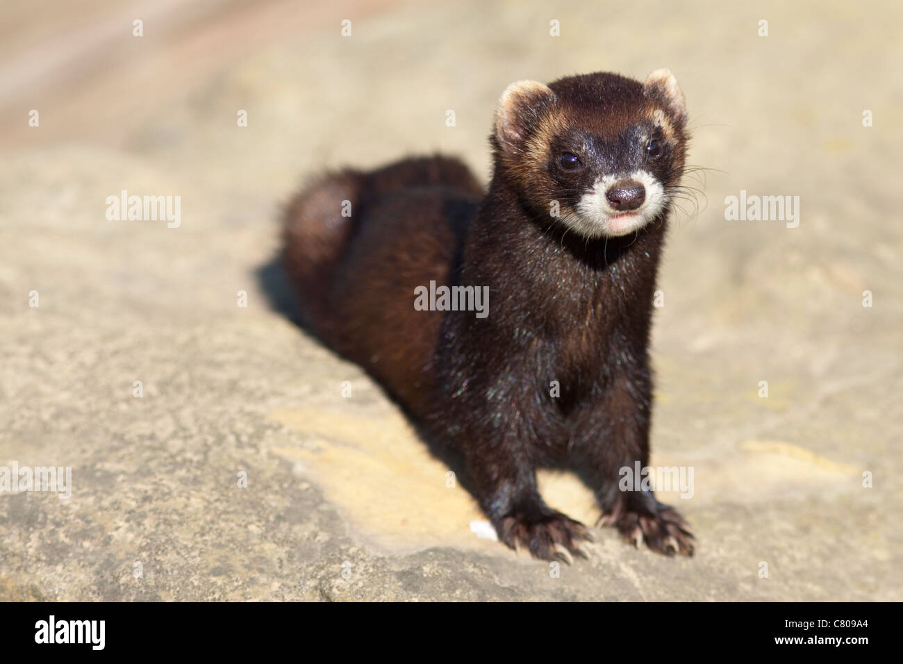 Polecat, (Mustela putorius) captive animal owned by the British ...