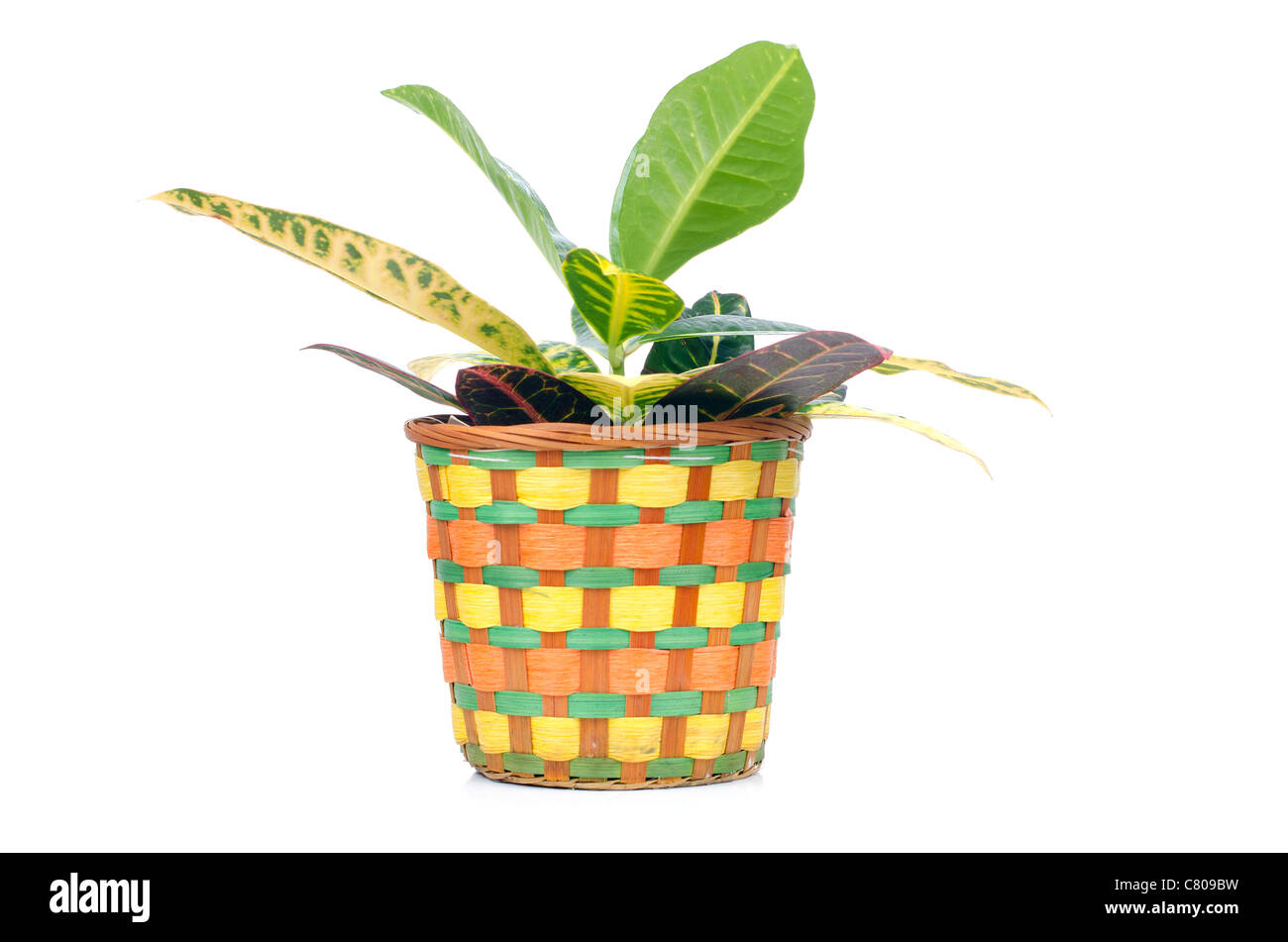 Houseplant in straw pot isolated on white background Stock Photo - Alamy