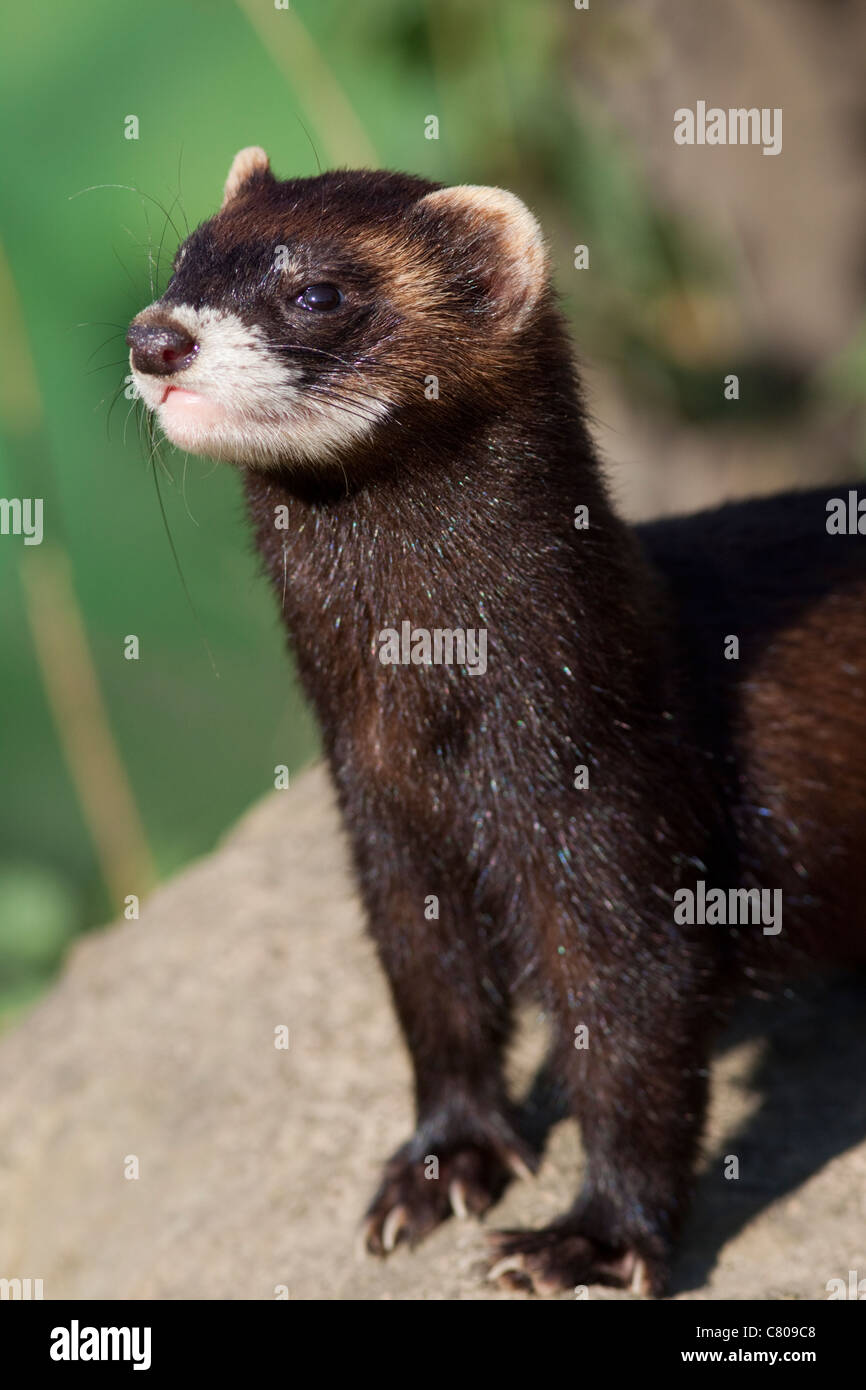 Polecat, (Mustela putorius) captive animal owned by the British ...