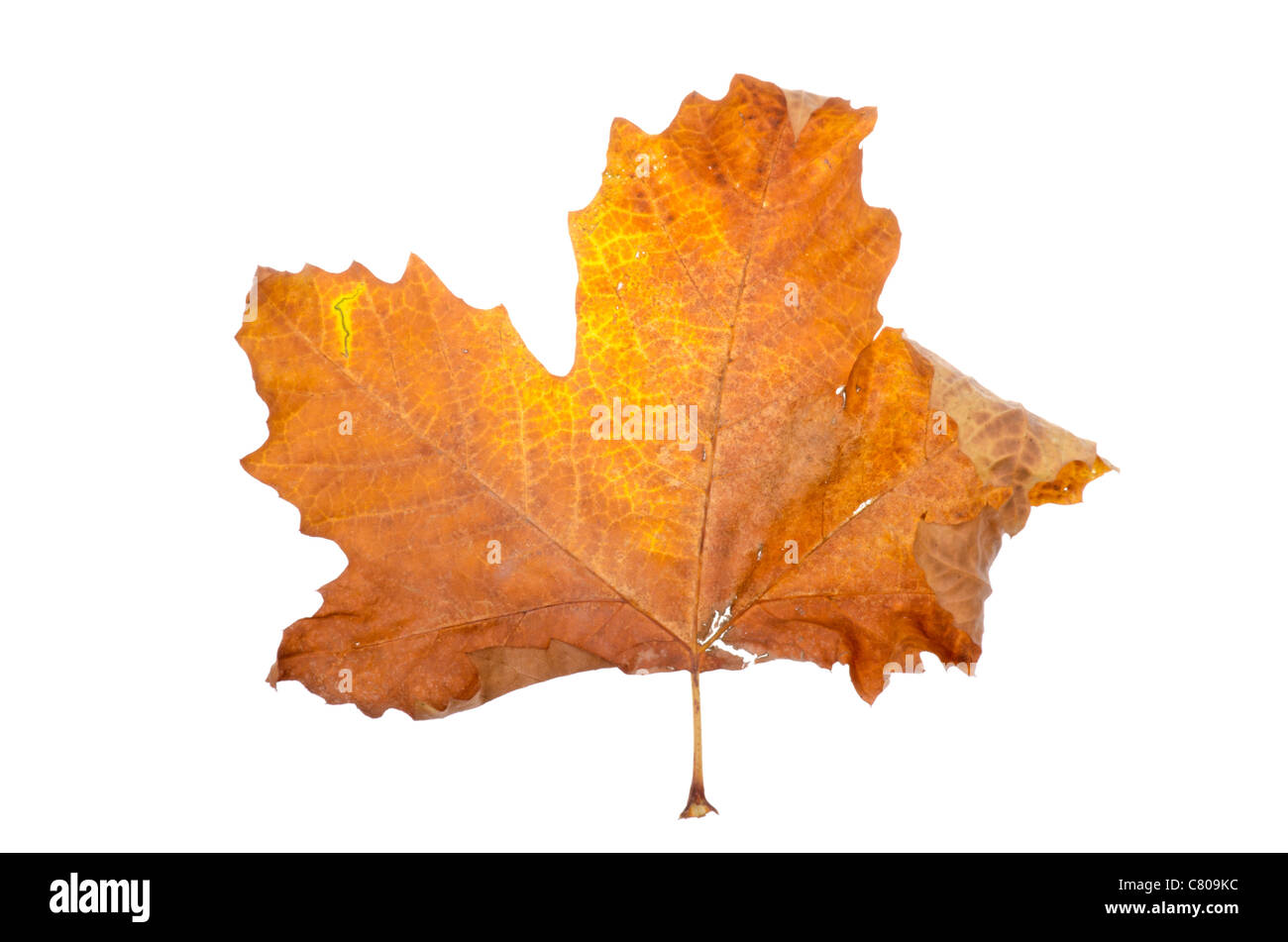 autumn maple-leaf, isolated on a white background Stock Photo - Alamy
