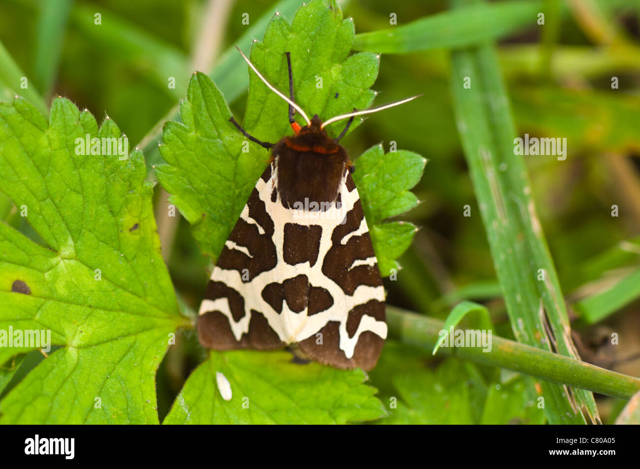 Garden tiger moth hi-res stock photography and images - Alamy