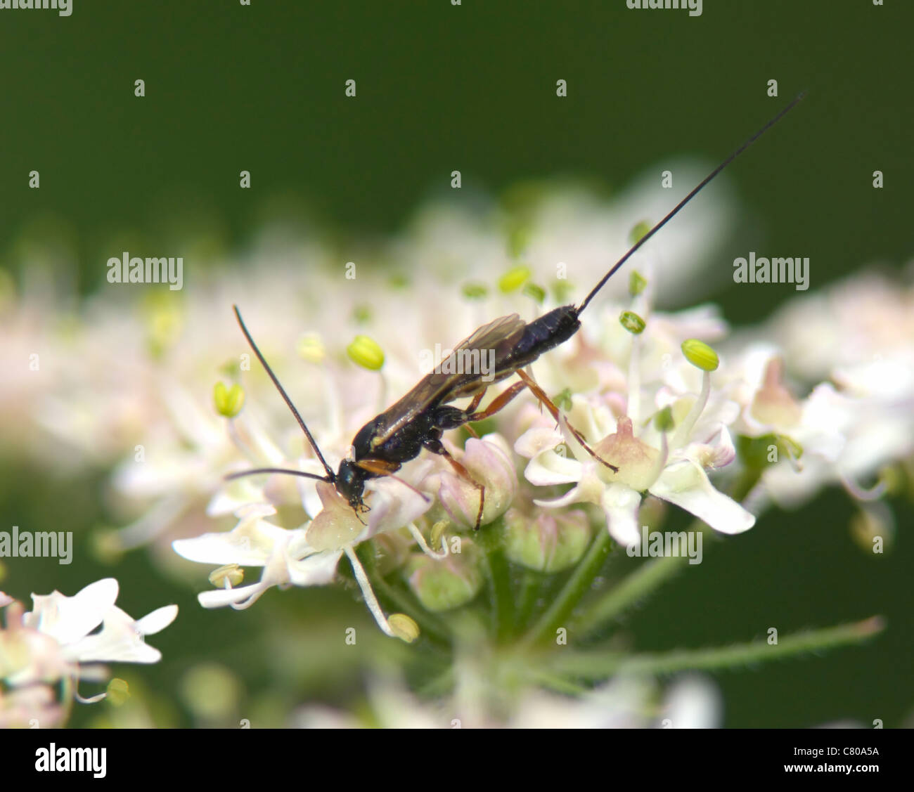 Lissonota sp hi-res stock photography and images - Alamy