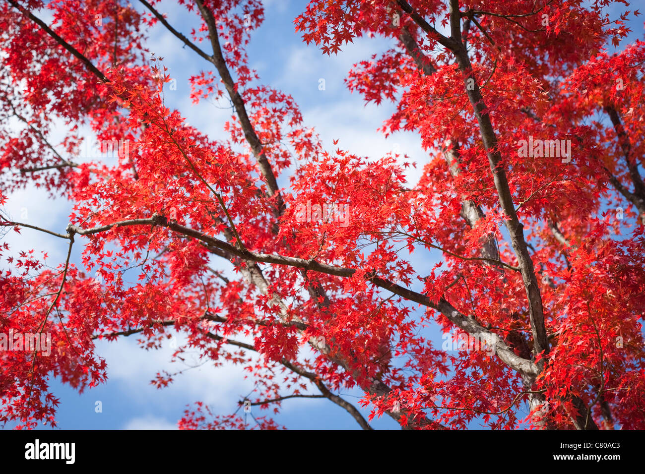 Red Japanese Maple tree, Honshu, Japan Stock Photo - Alamy