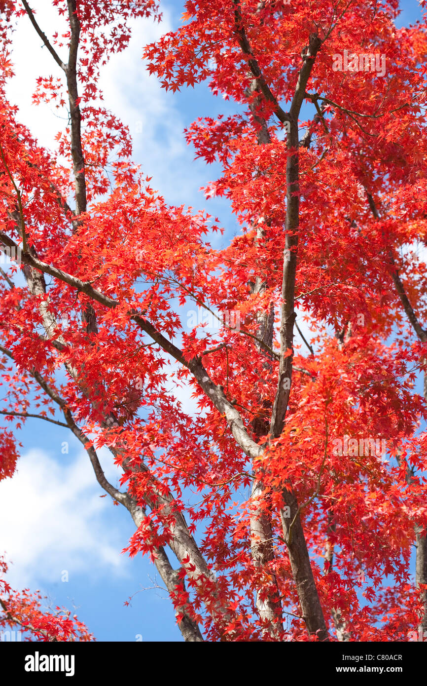Red japanese maple hi-res stock photography and images - Alamy