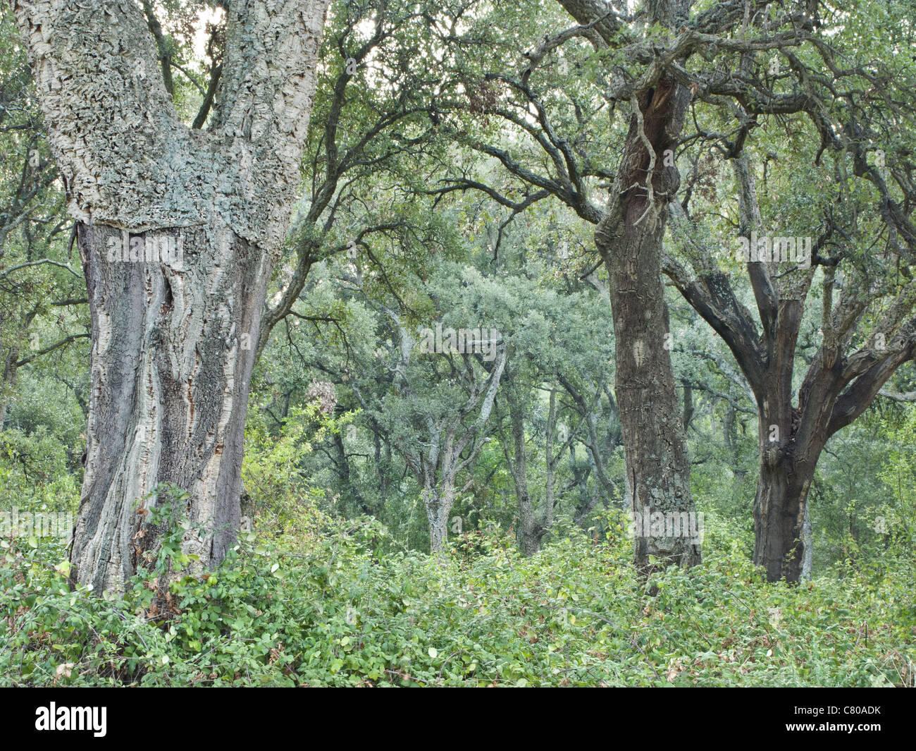 Evergreen cork oak grove hi-res stock photography and images - Alamy