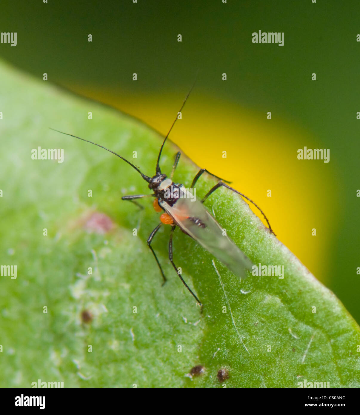 Winged Ant infested with mites, France Stock Photo - Alamy