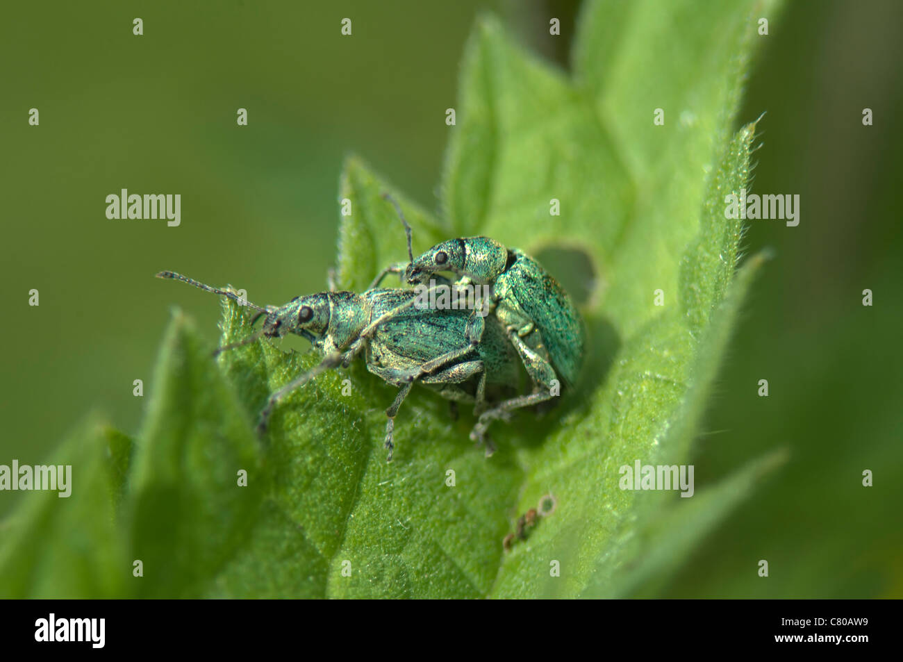 Weevils hi-res stock photography and images - Alamy