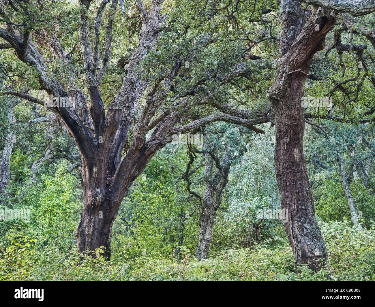 Evergreen cork oak grove hi-res stock photography and images - Alamy