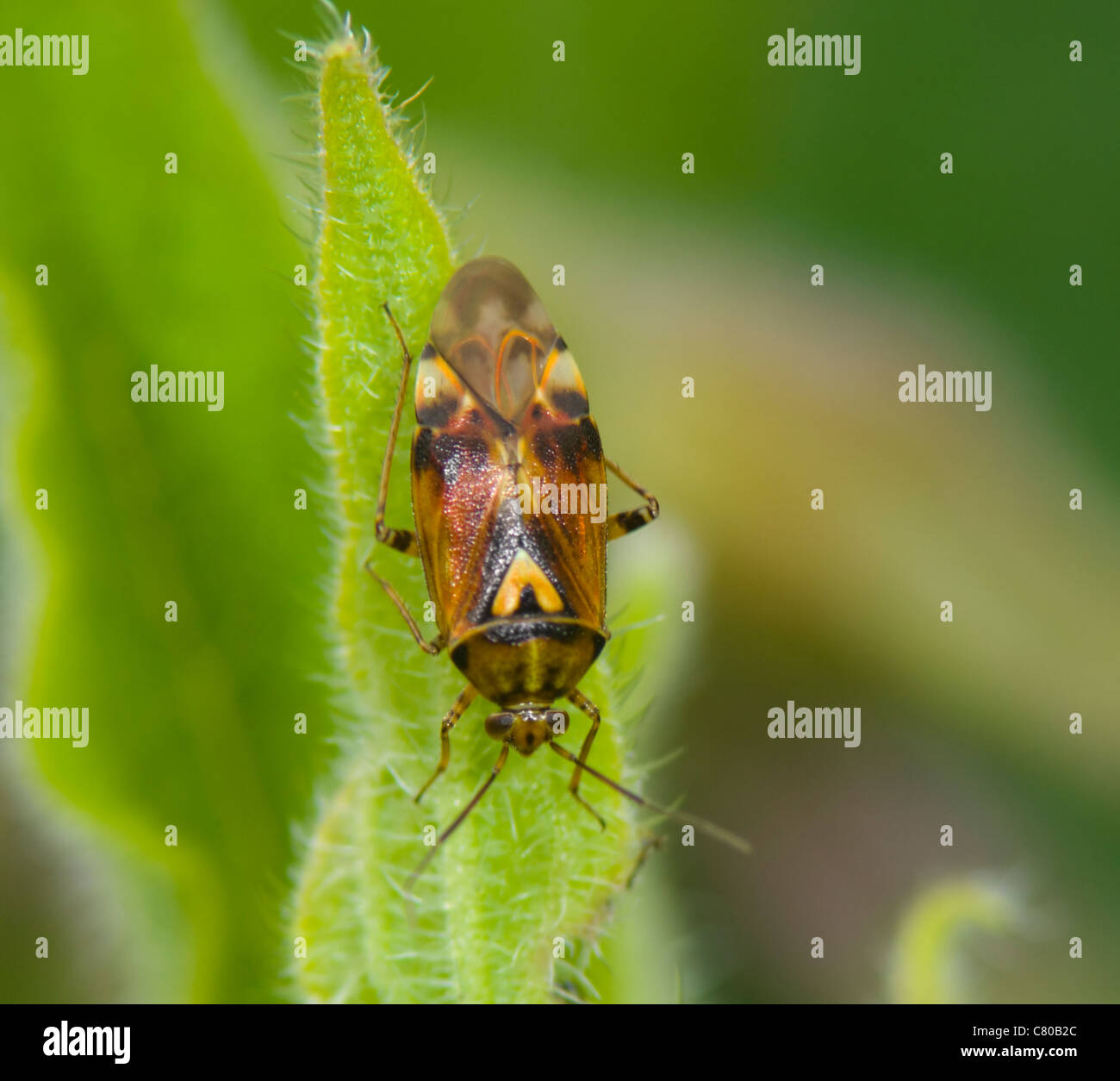 Plant Bug Stock Photos & Plant Bug Stock Images - Alamy