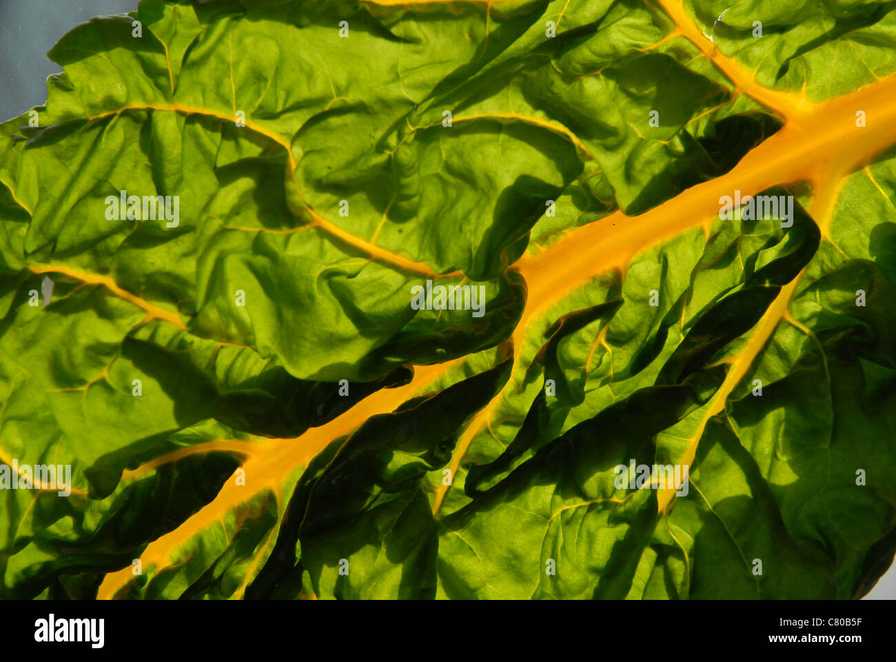 Detail, Swiss chard leaf Stock Photo - Alamy