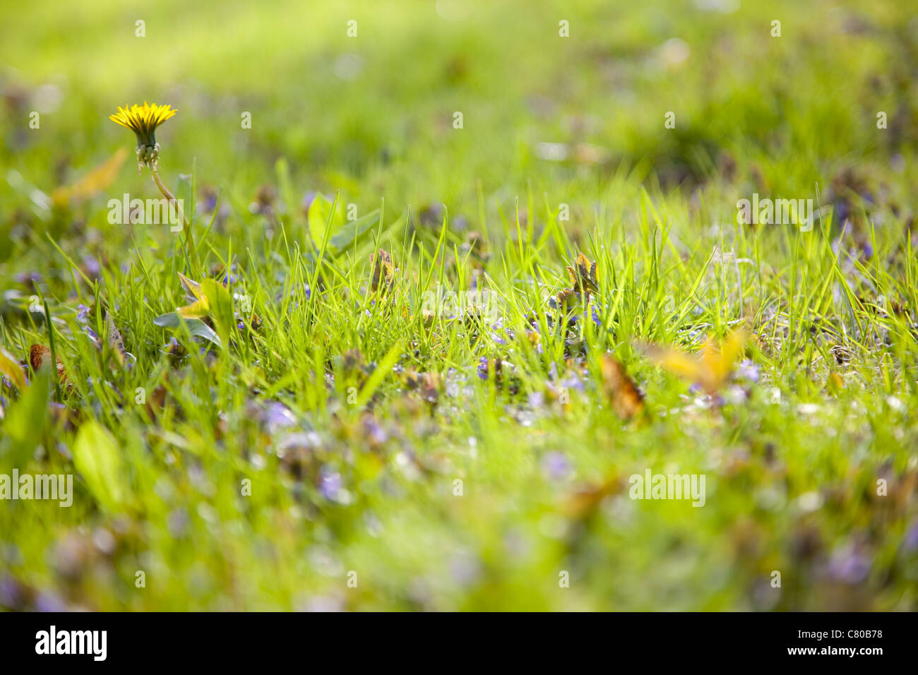 Photograph of dandelion hi-res stock photography and images - Alamy