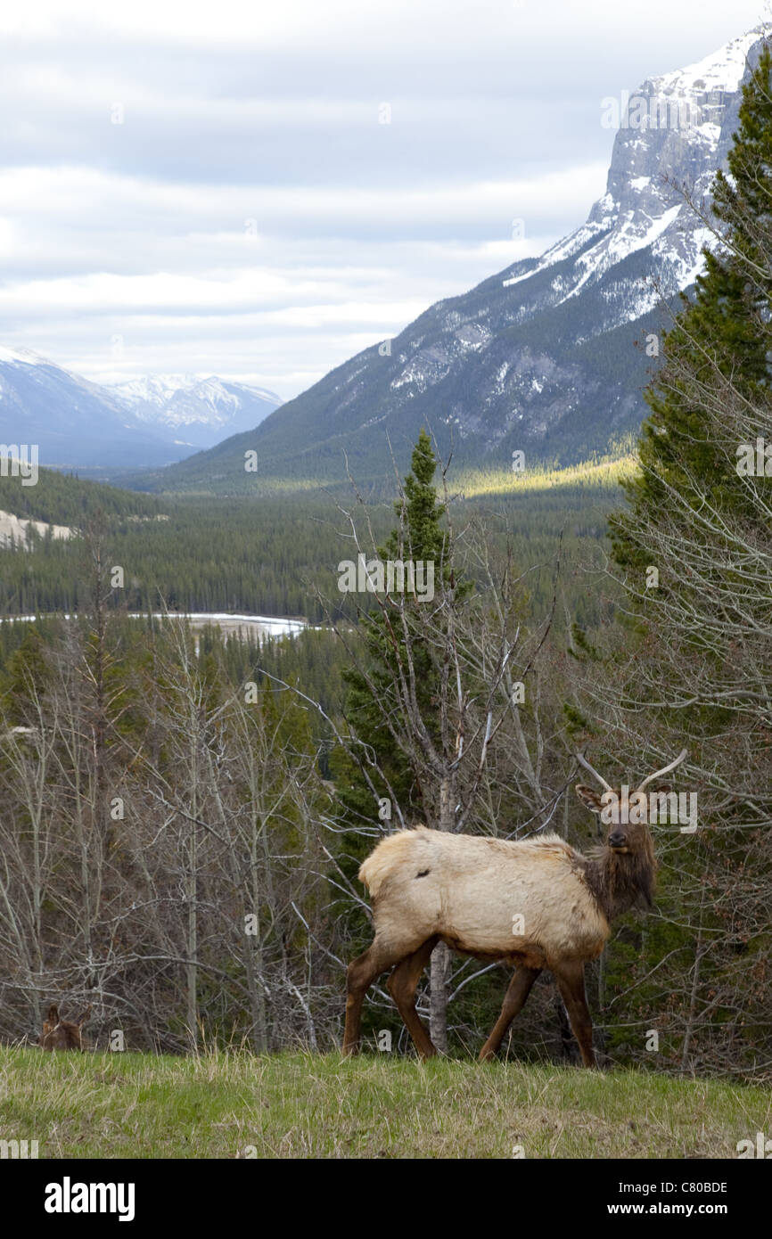 A colour photograph of an Elk on the edge of the city of Banff in ...