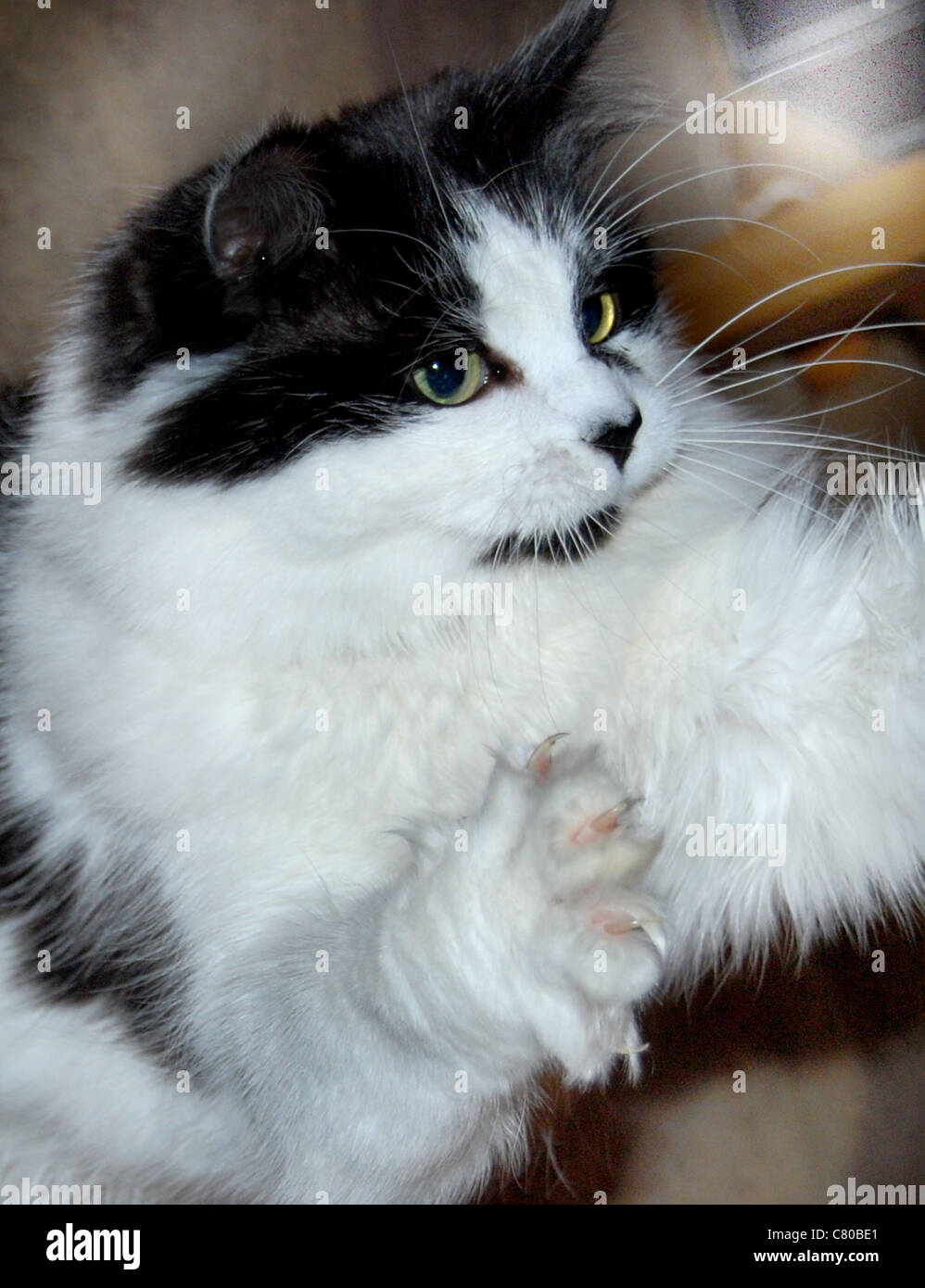 black & white fluffy cat playing cat & mouse with claws flashing Stock ...