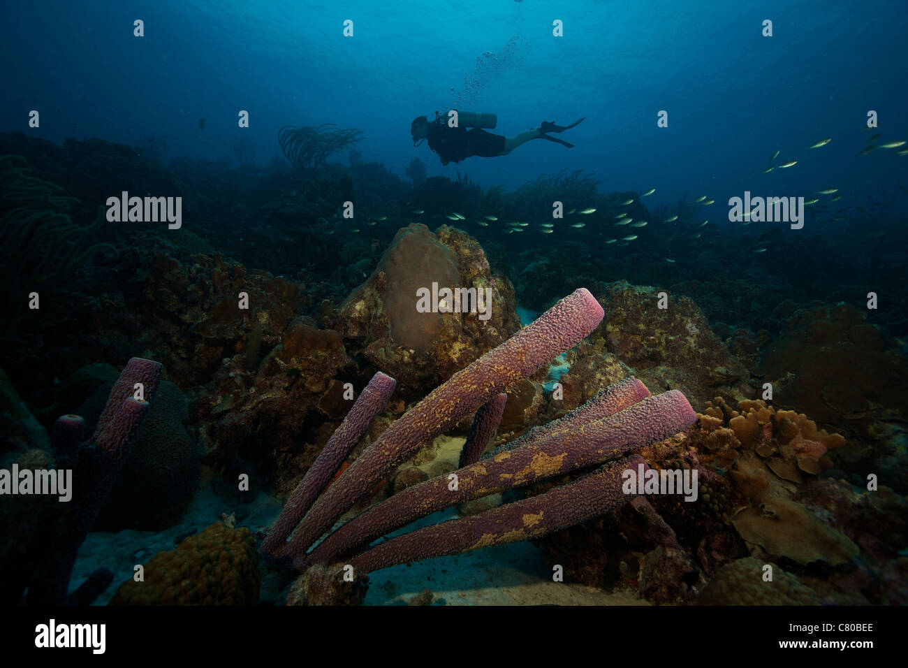 Scuba diver swimming underwater amongst large pipe sponges, Bonaire ...