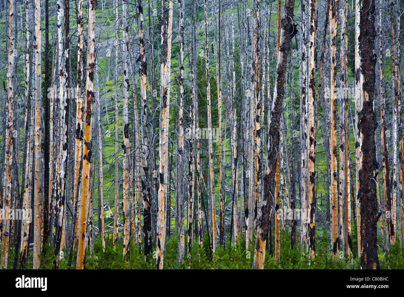 New growth after forest fire hi-res stock photography and images - Alamy