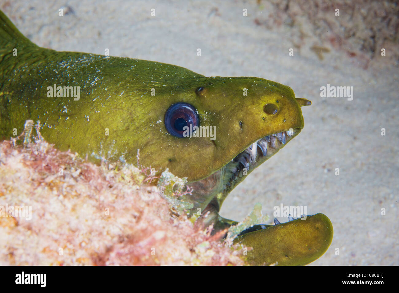 Close up view large green moray hi-res stock photography and images - Alamy