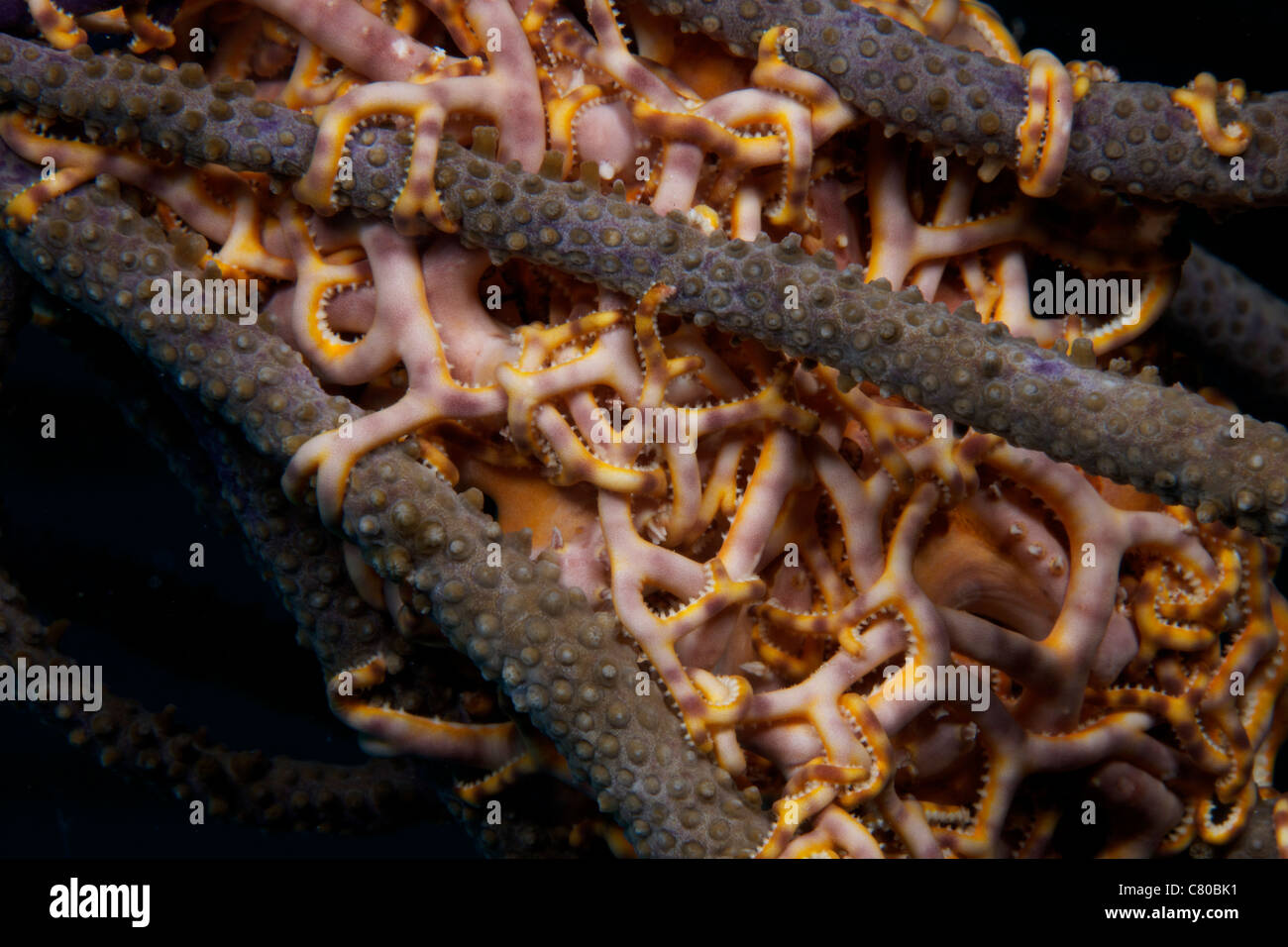 Basket starfish hi-res stock photography and images - Alamy