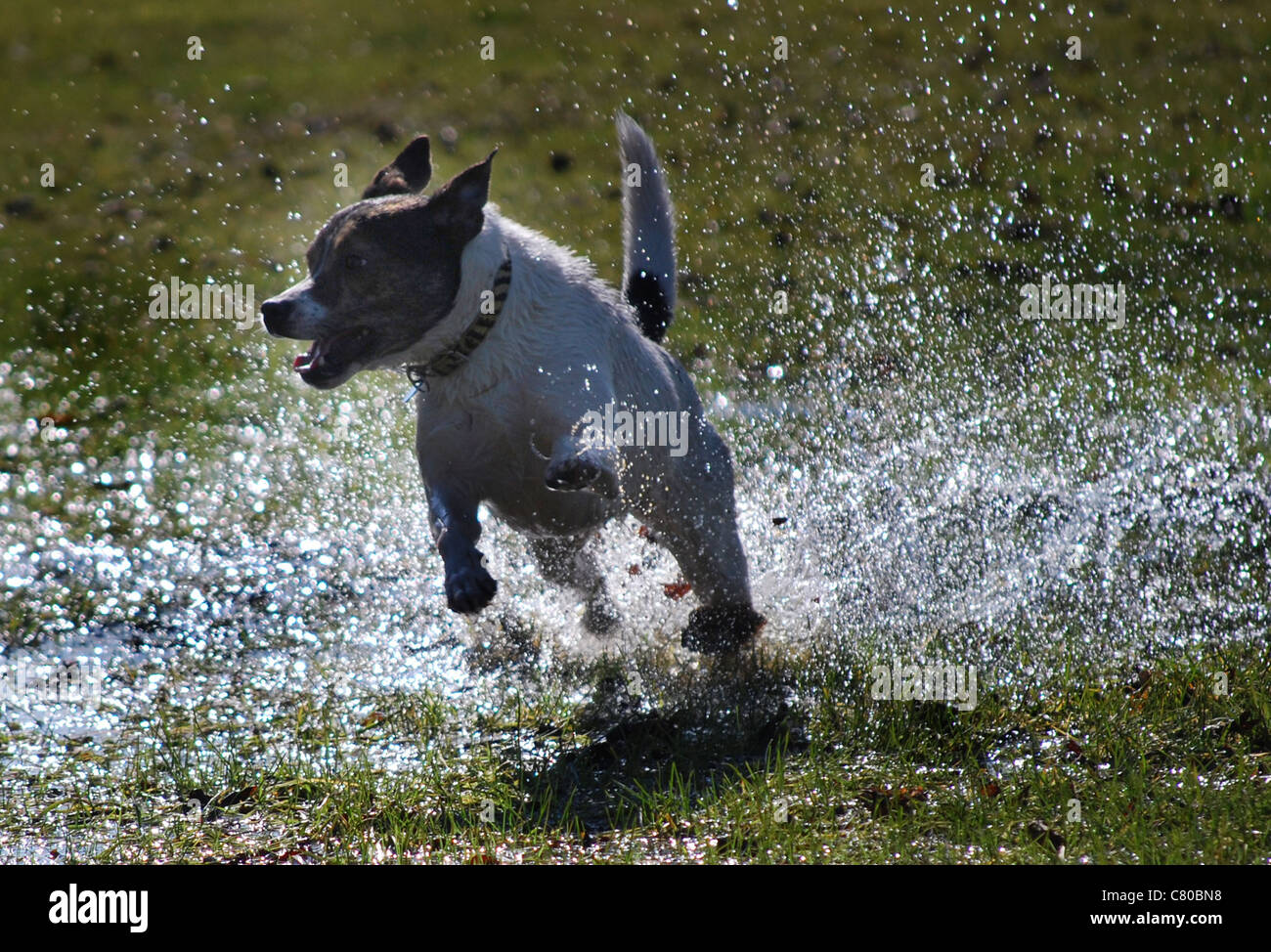 Dogs splashing hi-res stock photography and images - Alamy