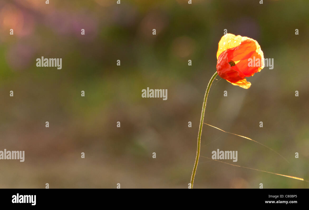 Poppy with sun behind Stock Photo - Alamy