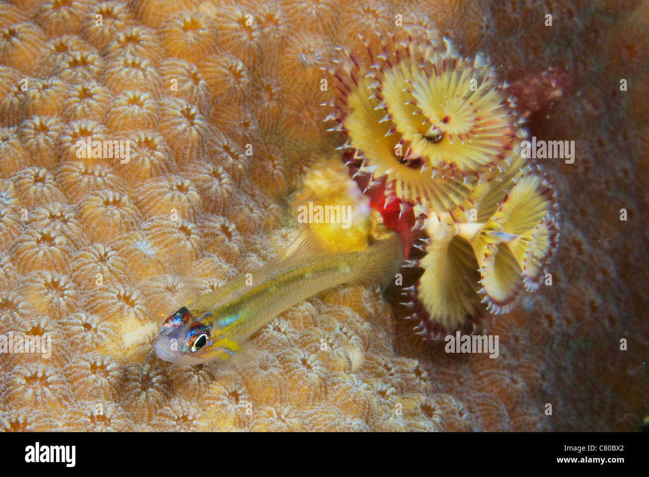 Peppermint Goby and Christmas tree worm on hard coral, Bonaire ...
