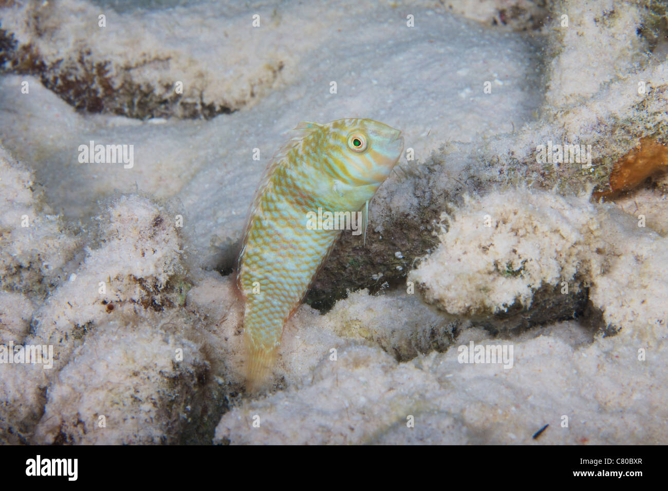 A Green Razorfish hovers over its hole, Bonaire, Caribbean Netherlands ...