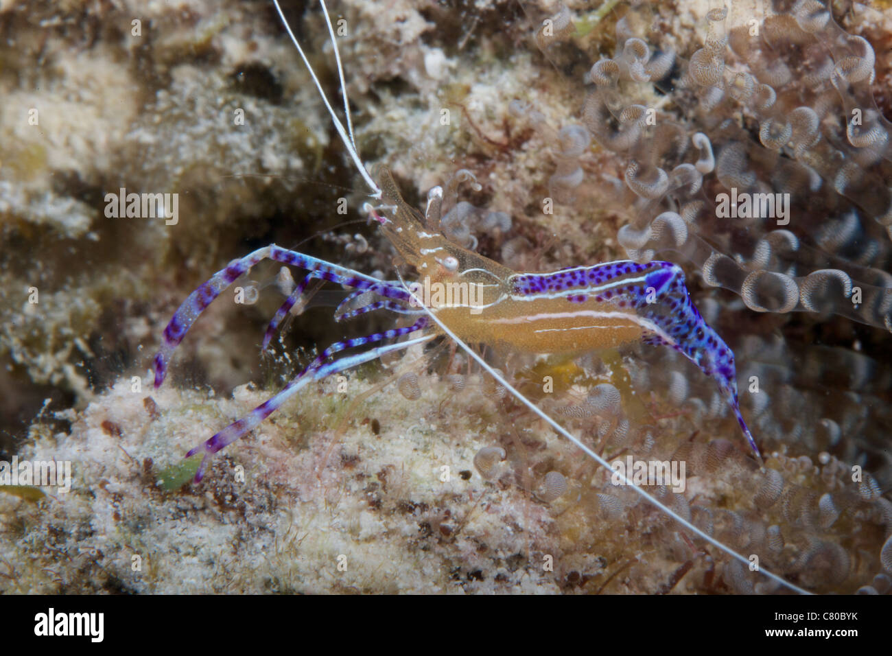 Striped Caribbean Shrimp