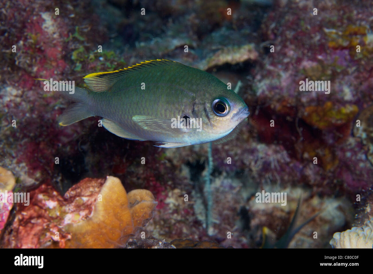 Chromis fish hi-res stock photography and images - Alamy