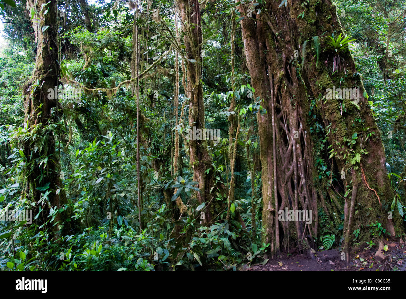 Arenal hanging bridge park, rain forest protected area,close to Arenal ...