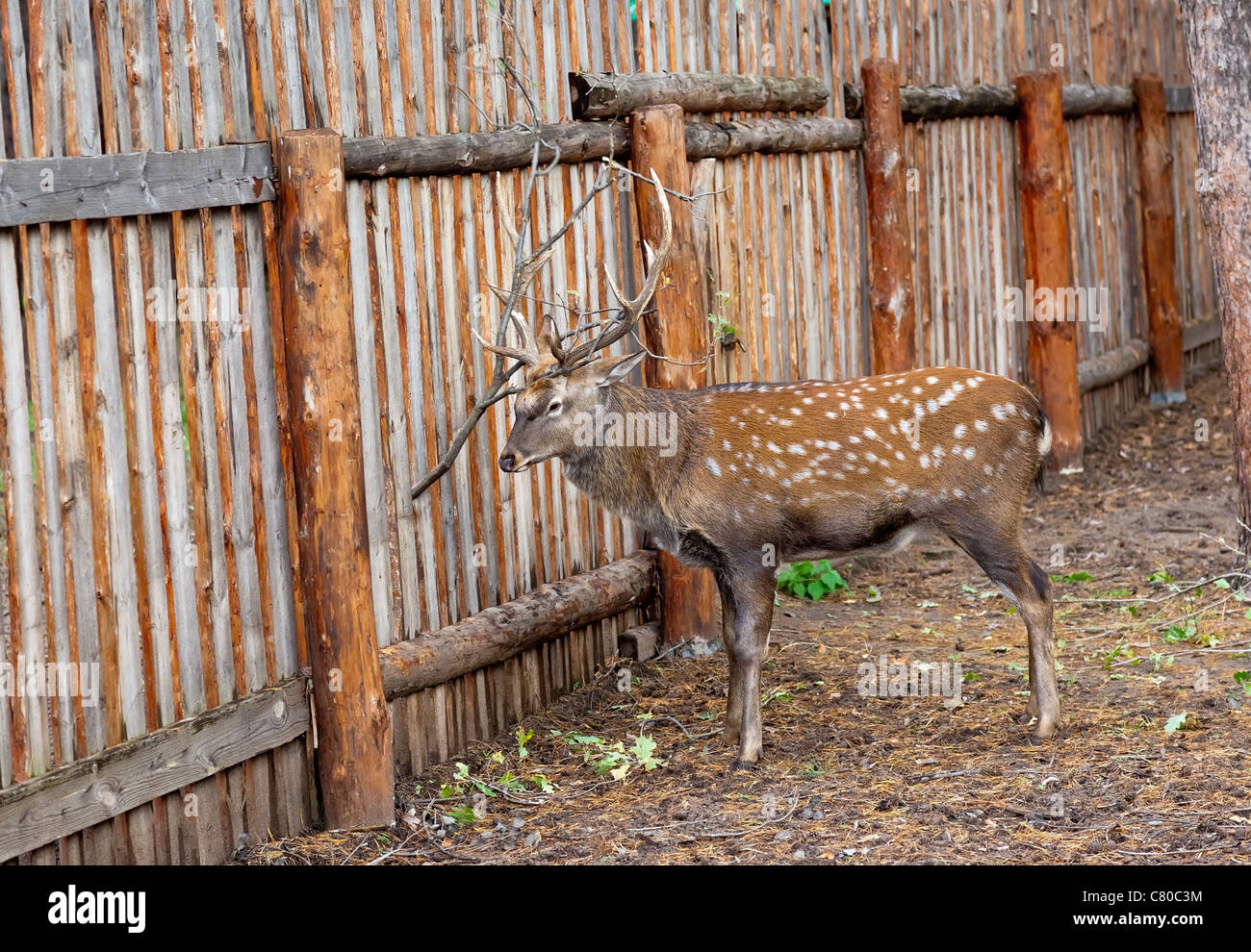 Spotted deer in zoo Stock Photo - Alamy