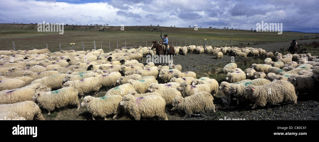 Chile, Patagonia, gauchos with sheep flock Stock Photo - Alamy