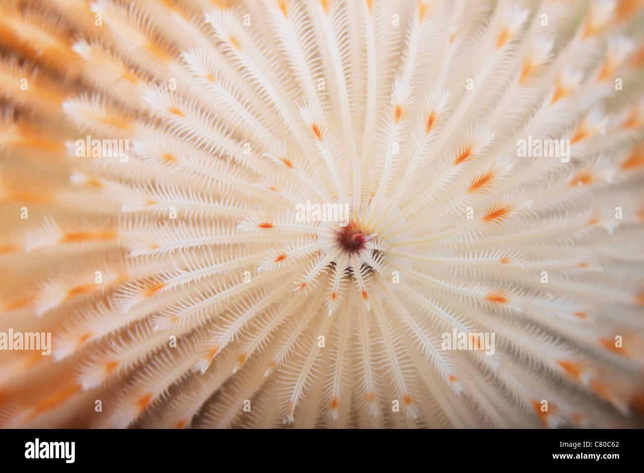 Christmas Tree Worm Anatomy