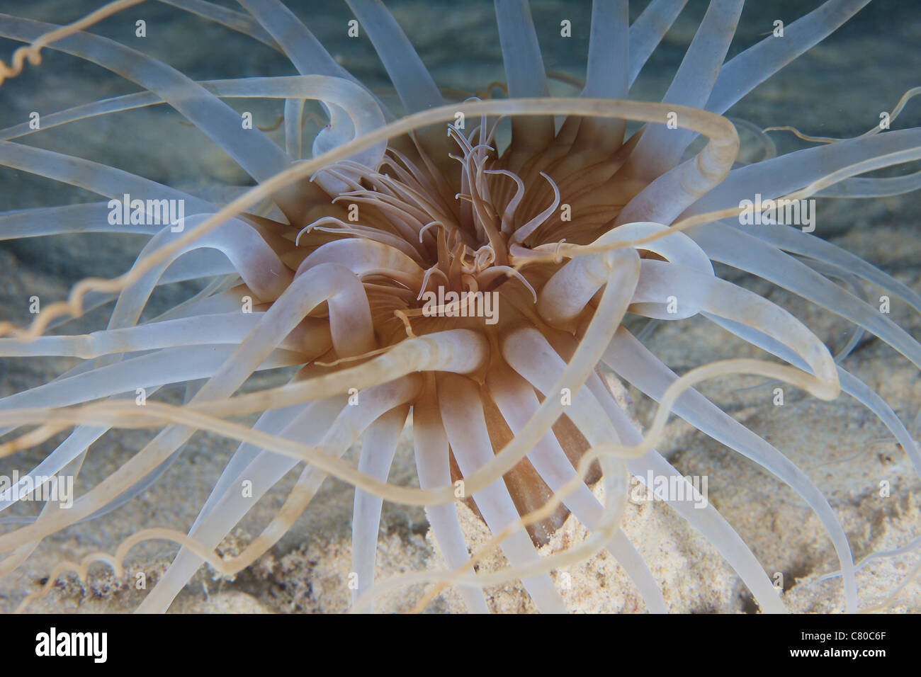 Beautiful close-up view of sand anemone, Bonaire, Caribbean Netherlands ...