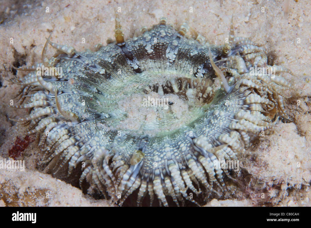 Caribbean sea anemone hi-res stock photography and images - Alamy