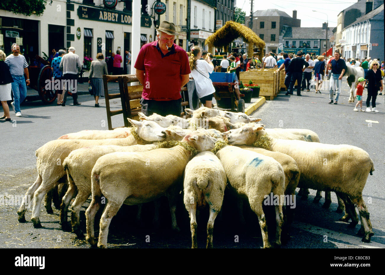 Sheep on show at a fair in Trim Co Meath Ireland Stock Photo - Alamy