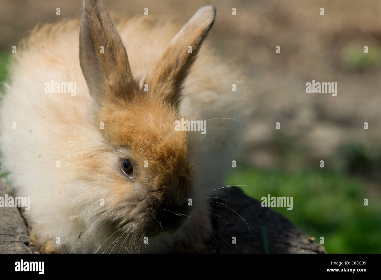 Rabbit play grass hi-res stock photography and images - Alamy