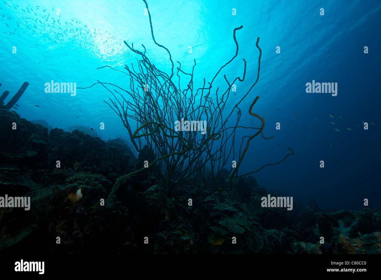 Coral reef environment, Bonaire, Caribbean Netherlands Stock Photo - Alamy