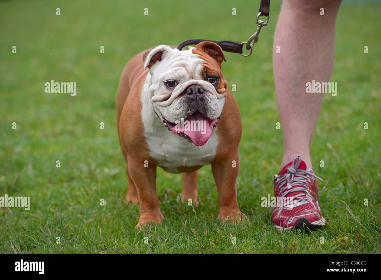English Bulldog, standing, front view Stock Photo - Alamy