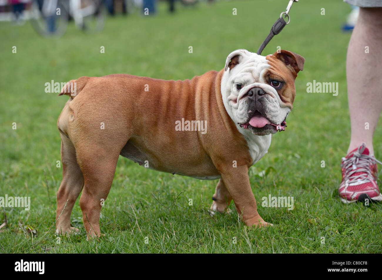 English Bulldog, standing, side view Stock Photo - Alamy
